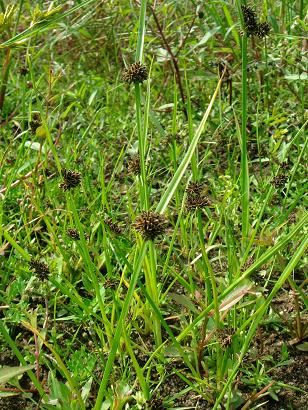 Cyperus difformis L.